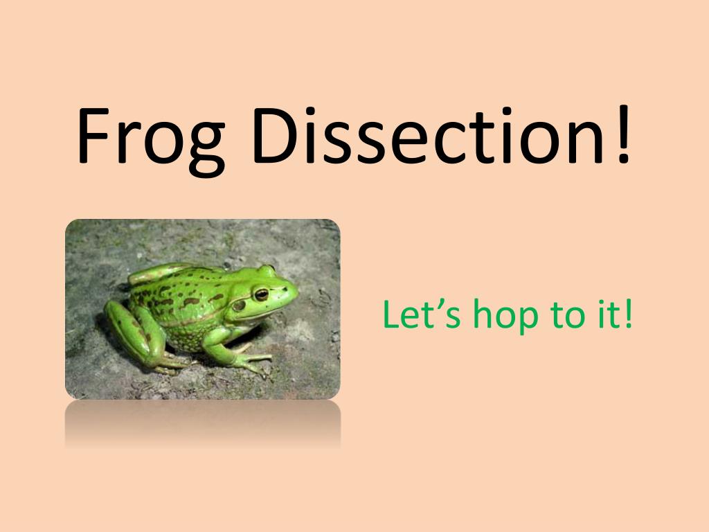 PPT - Frog Dissection! PowerPoint Presentation, free download - ID:2638037
