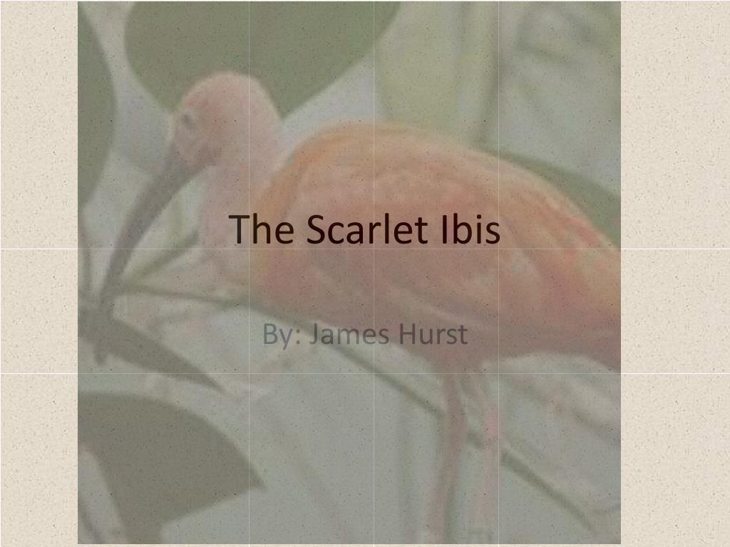 PPT - The Scarlet Ibis PowerPoint Presentation, free download - ID:2638317