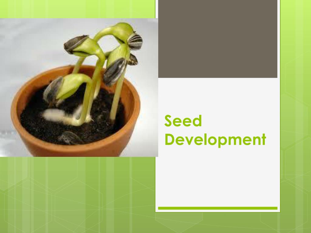 PPT - Seed Development PowerPoint Presentation, free download - ID:2640462