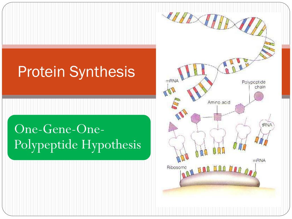 PPT - Protein Synthesis PowerPoint Presentation, free download - ID:2643978