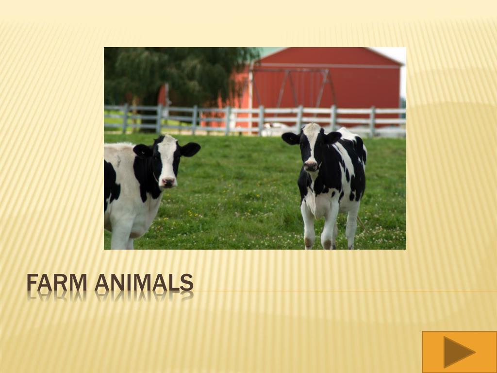 PPT - Farm Animals PowerPoint Presentation, free download - ID:2645658