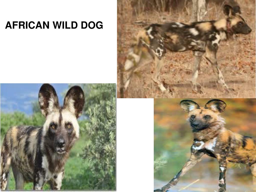 PPT - AFRICAN WILD DOG PowerPoint Presentation, free download - ID:2647725