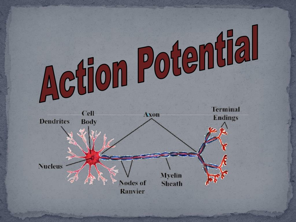 PPT - Action Potential PowerPoint Presentation, free download - ID:2647814
