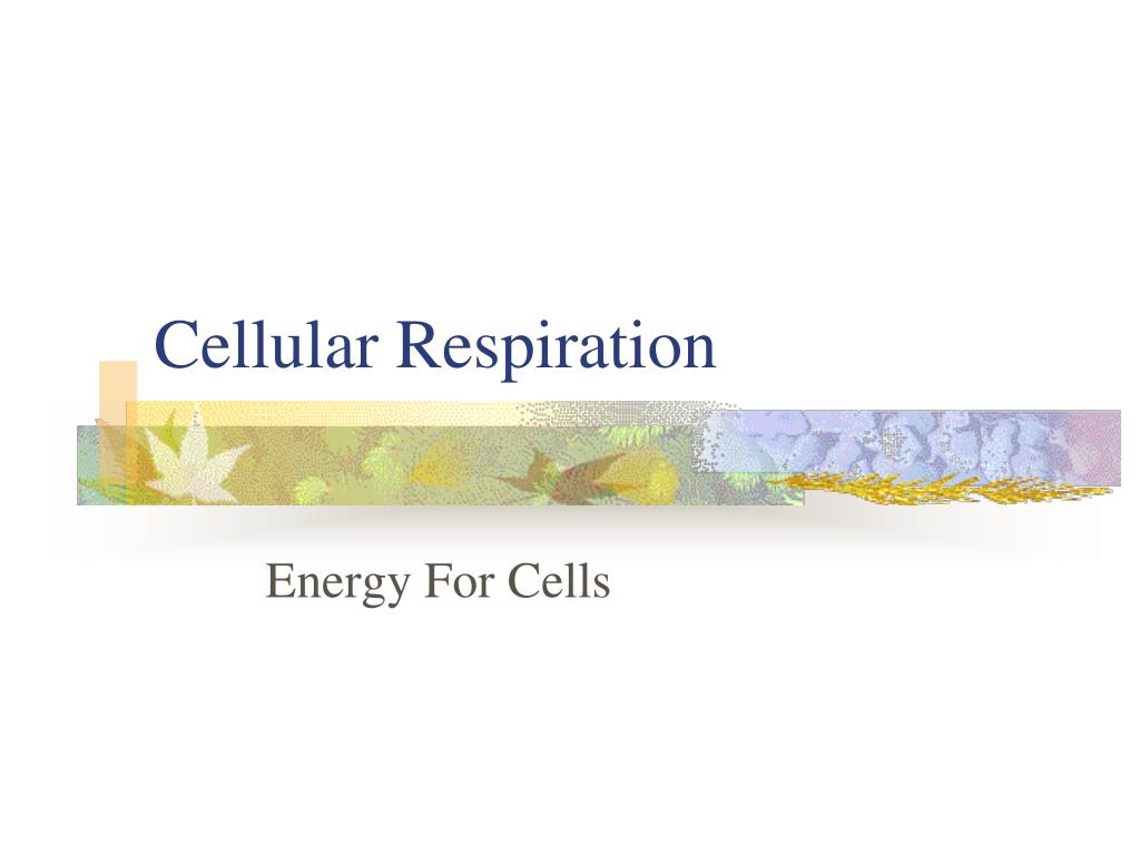 PPT - Cellular Respiration PowerPoint Presentation, free download - ID ...