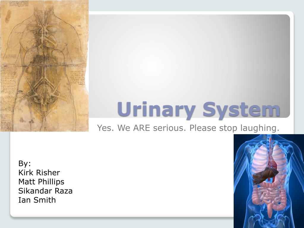 PPT - Urinary System PowerPoint Presentation, free download - ID:2652233