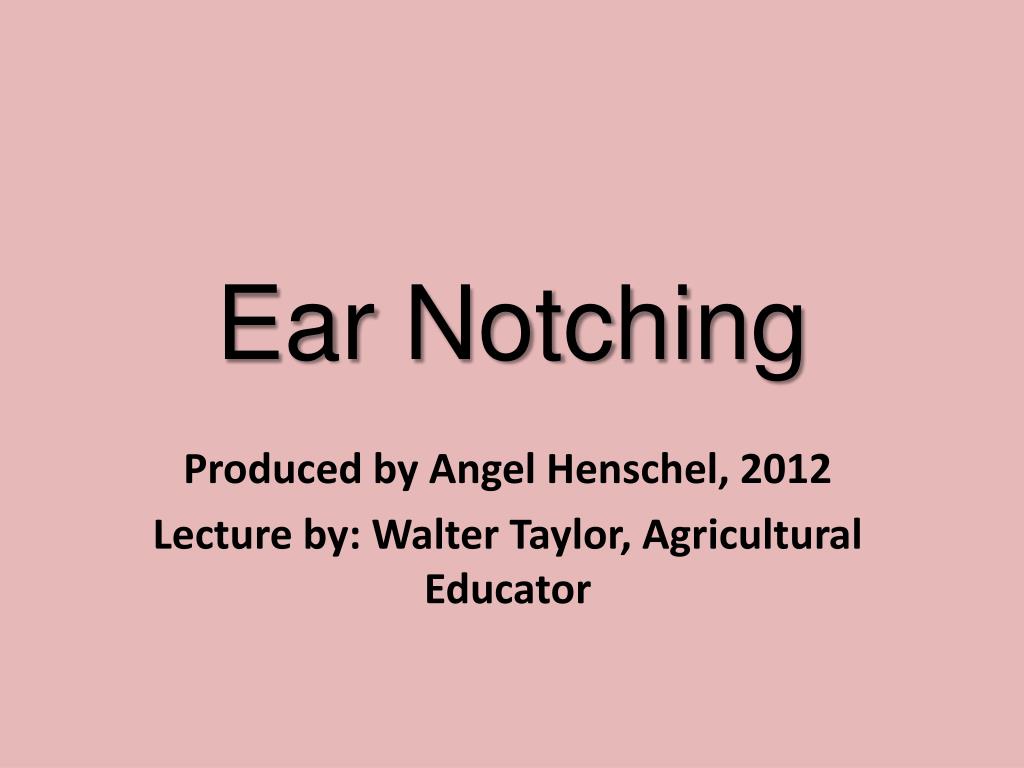 PPT - Ear Notching PowerPoint Presentation, free download - ID:2652351