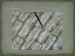 PPT - LIQUID BASED CYTOLOGY PowerPoint Presentation, free download - ID ...