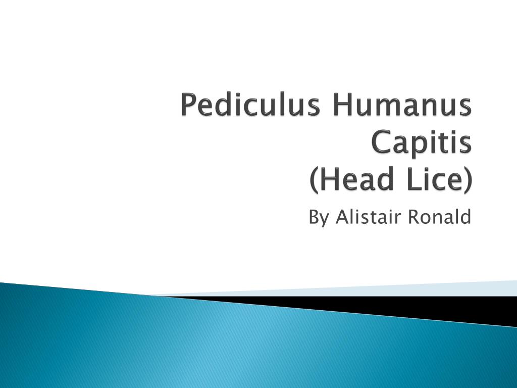 PPT - Pediculus Humanus Capitis (Head Lice) PowerPoint Presentation, free download - ID:2654469