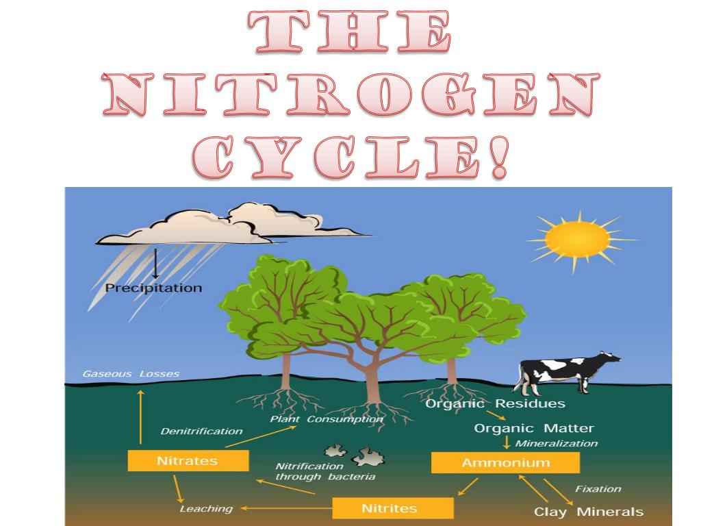 PPT - The Nitrogen Cycle! PowerPoint Presentation, free download - ID ...