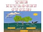 PPT - The Nitrogen Cycle PowerPoint Presentation, free download - ID ...