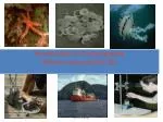 PPT - Introduction to Marine Science PowerPoint Presentation, free ...