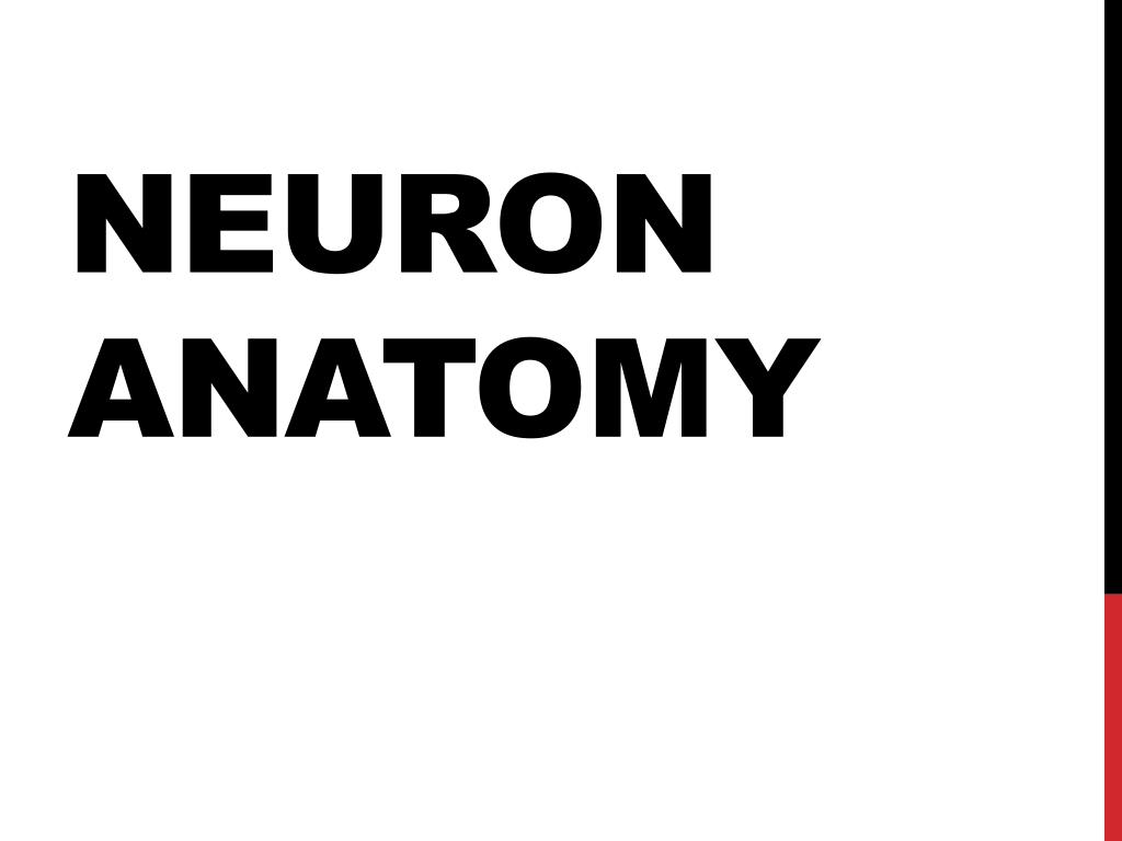 PPT - Neuron Anatomy PowerPoint Presentation, free download - ID:2656115