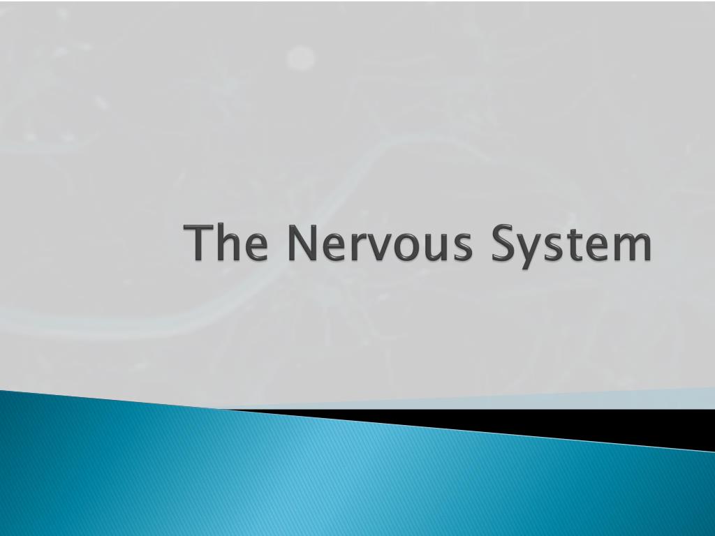 PPT - The Nervous System PowerPoint Presentation, free download - ID ...