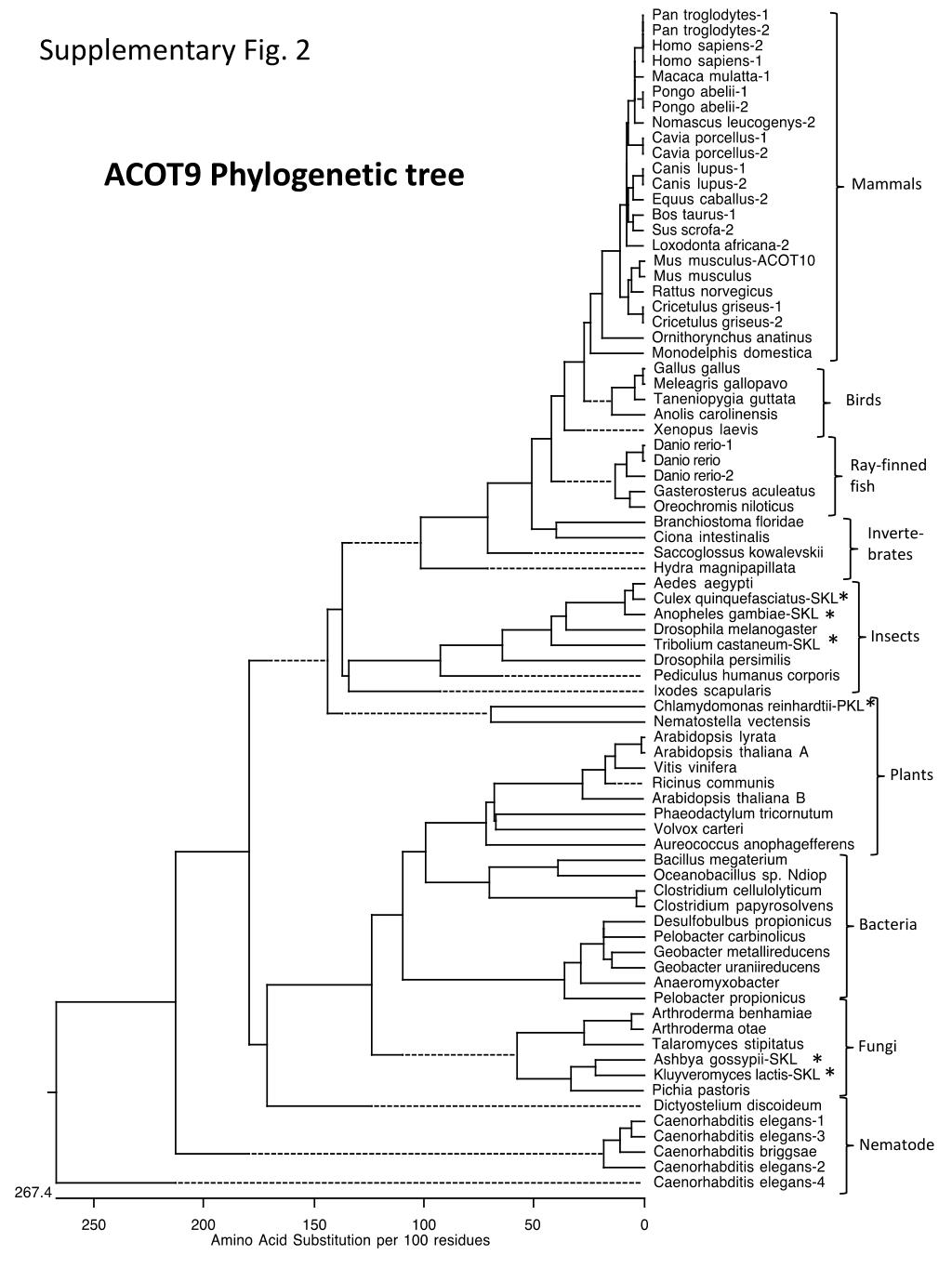 PPT - ACOT9 Phylogenetic tree PowerPoint Presentation, free download ...