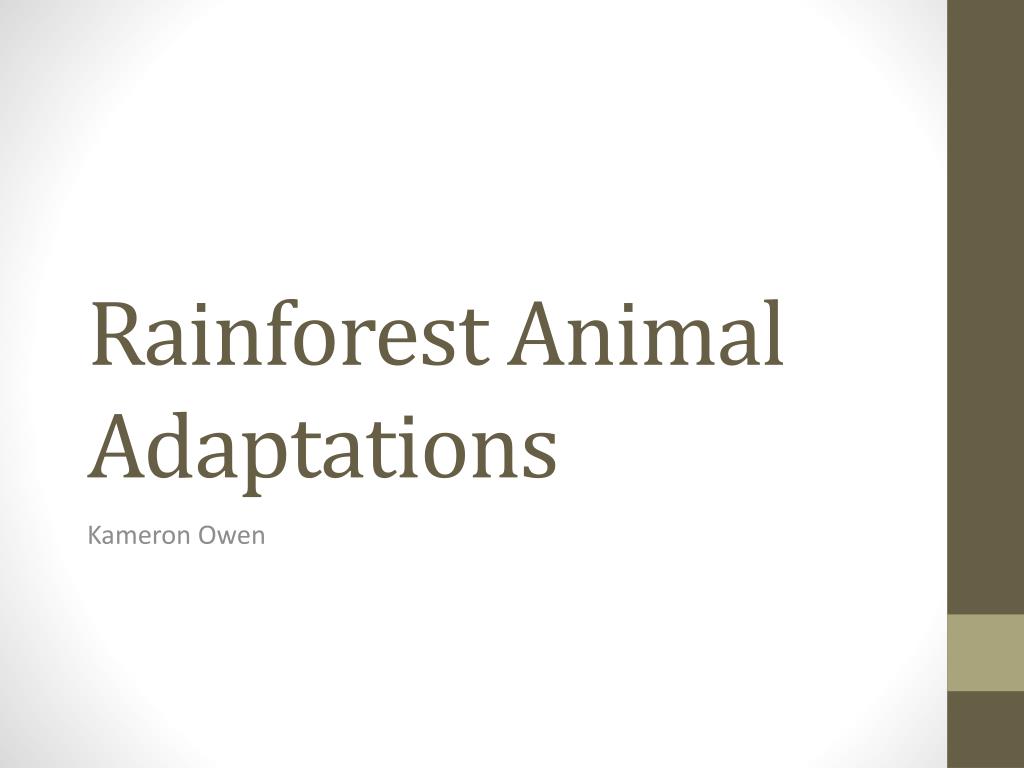 PPT - Rainforest Animal Adaptations PowerPoint Presentation, free ...