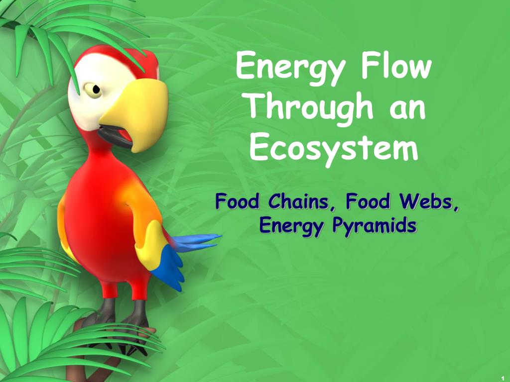 PPT - Energy Flow Through an Ecosystem PowerPoint Presentation, free ...