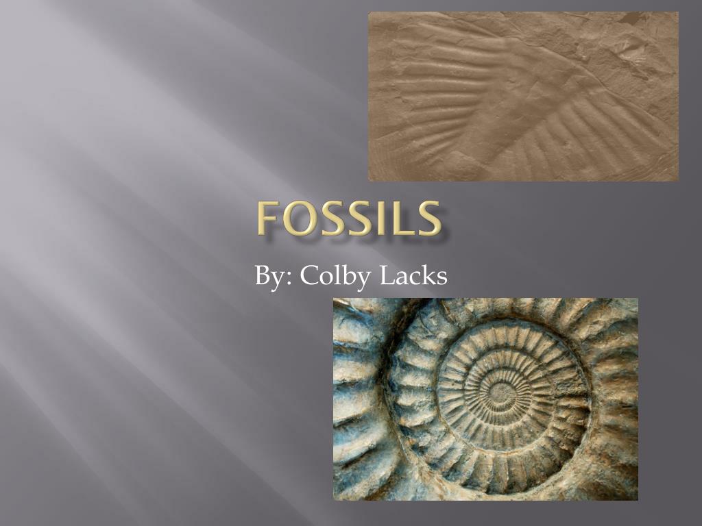 PPT - Fossils PowerPoint Presentation, free download - ID:2657888