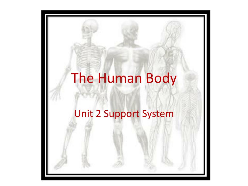 PPT - The Human Body PowerPoint Presentation, free download - ID:2658182