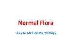 PPT - Microbial Flora of Human Body (Normal Flora) PowerPoint ...