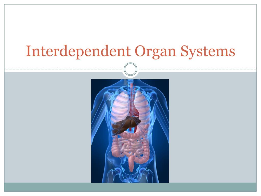PPT - Interdependent Organ Systems PowerPoint Presentation, free ...