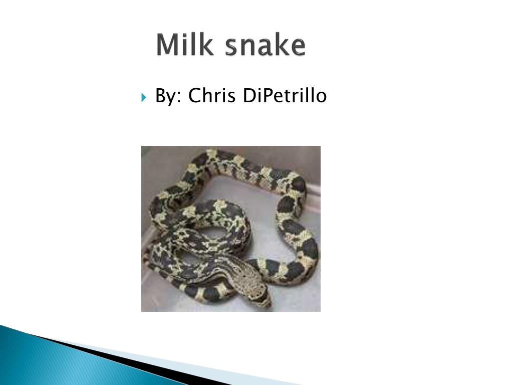 PPT - Milk snake PowerPoint Presentation, free download - ID:2664749