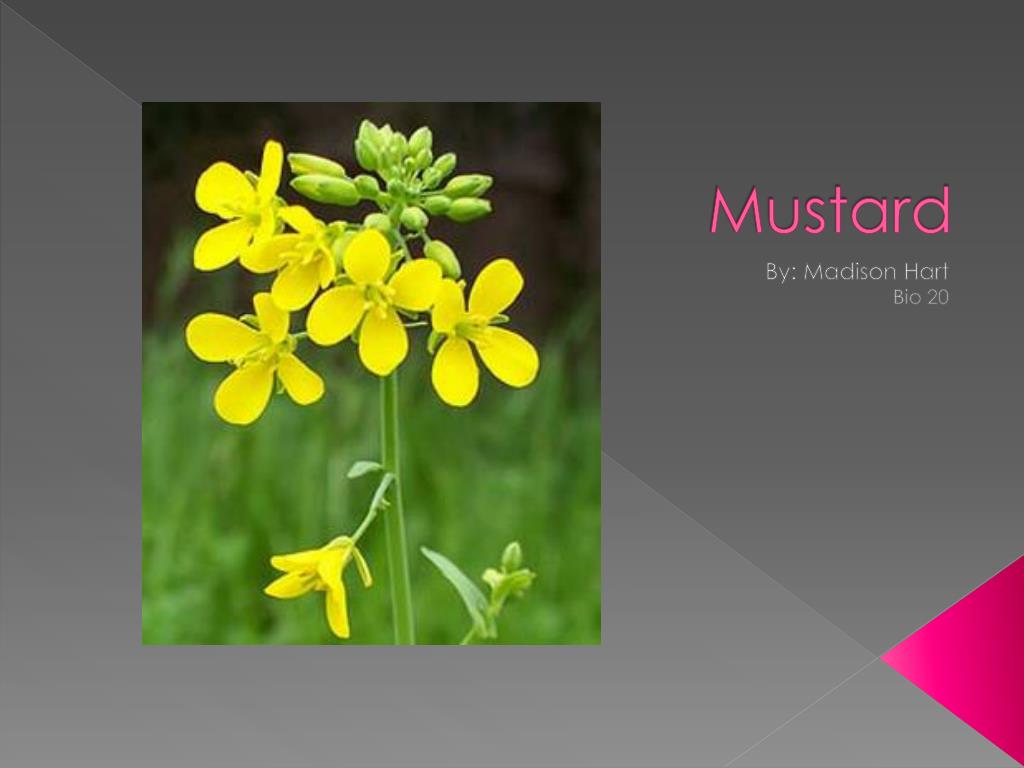 PPT - Mustard PowerPoint Presentation, free download - ID:2665040
