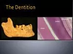 PPT - Human Dentition PowerPoint Presentation, free download - ID:6889119