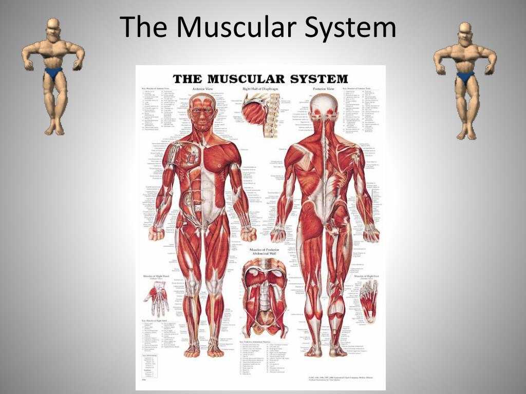 PPT - The Muscular System PowerPoint Presentation, free download - ID ...