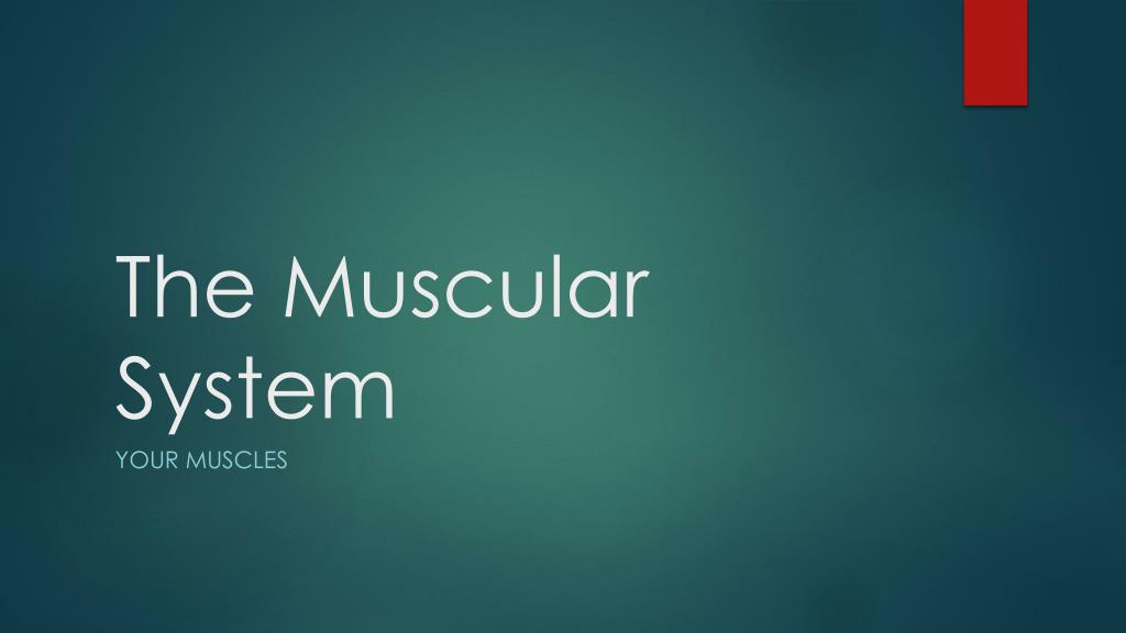 PPT - The Muscular System PowerPoint Presentation, free download - ID ...