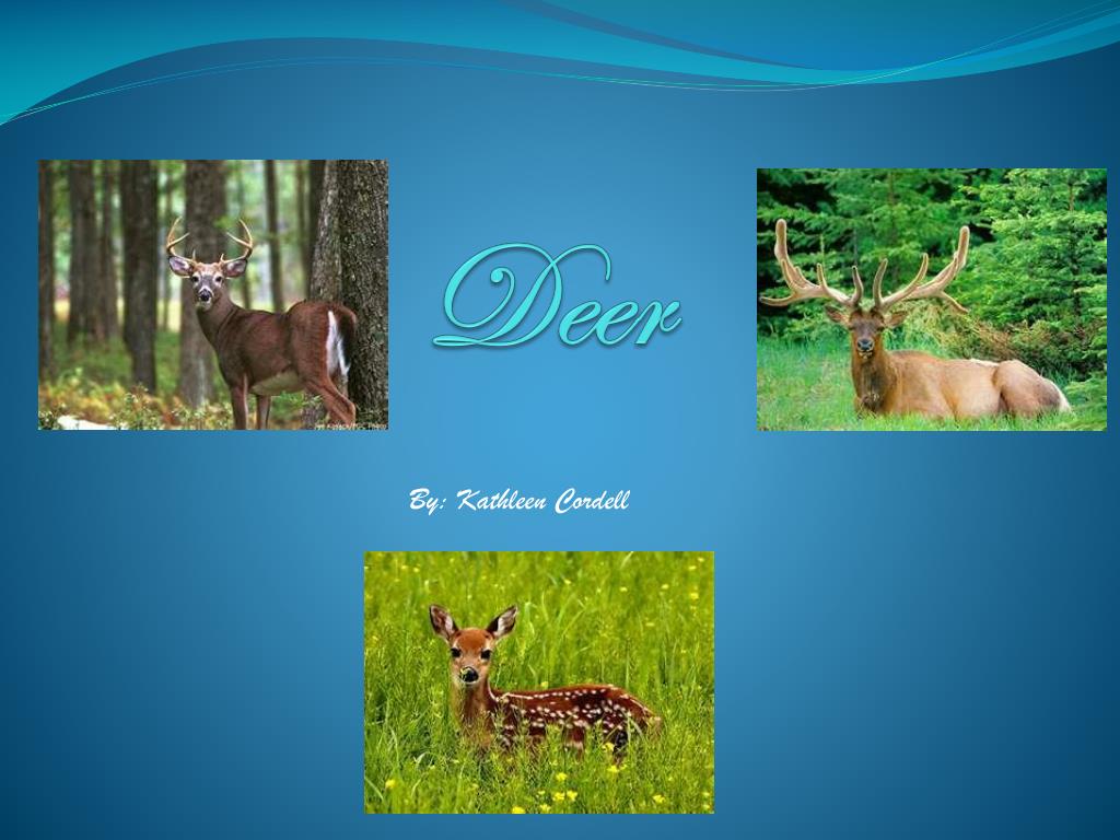 PPT - Deer PowerPoint Presentation, free download - ID:2666426