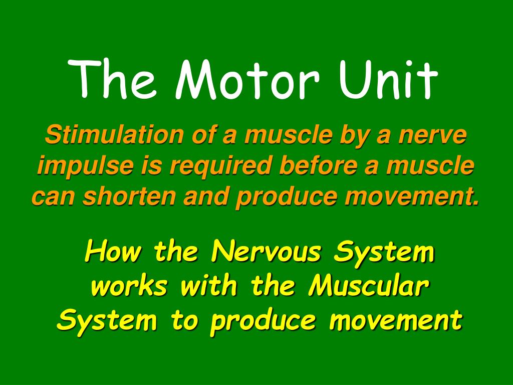 PPT - The Motor Unit PowerPoint Presentation, free download - ID:2669168