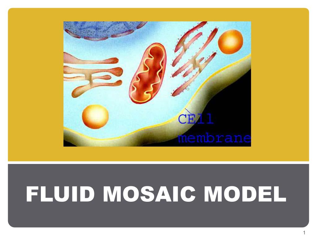 PPT - FLUID MOSAIC MODEL PowerPoint Presentation, free download - ID ...