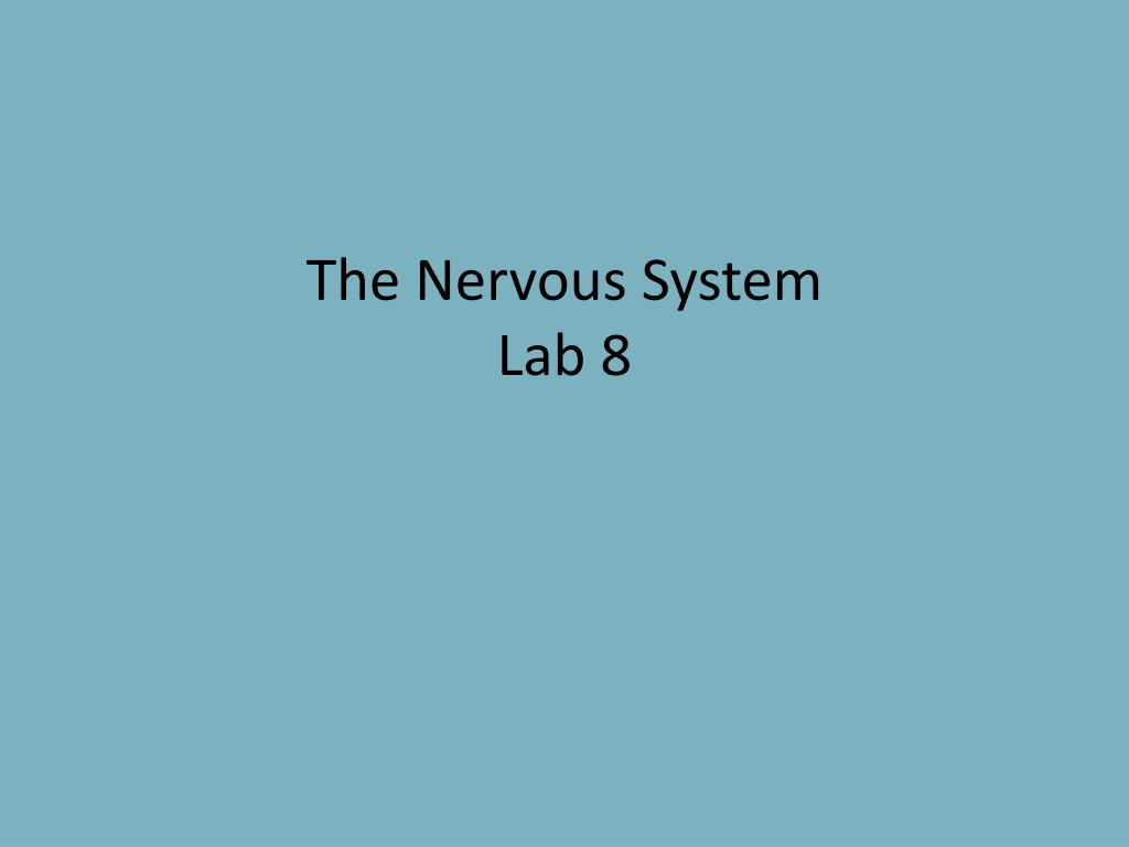 PPT - The Nervous System Lab 8 PowerPoint Presentation, free download ...