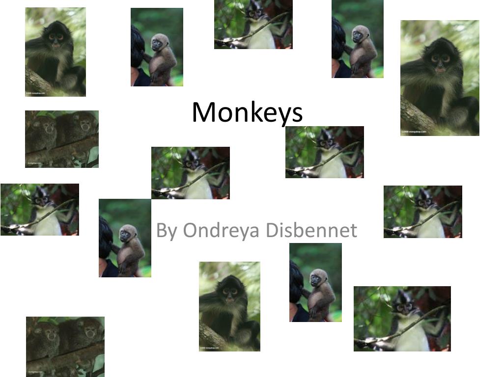 PPT - Monkeys PowerPoint Presentation, free download - ID:2673004