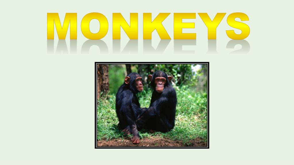 PPT - Monkeys PowerPoint Presentation, free download - ID:2673242