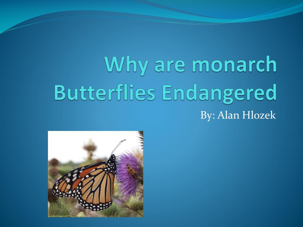 PPT - Why are monarch Butterflies Endangered PowerPoint Presentation ...