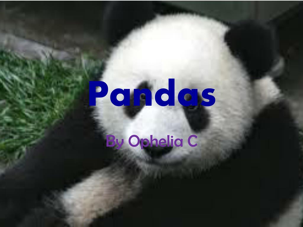 PPT - Pandas PowerPoint Presentation, free download - ID:2673599