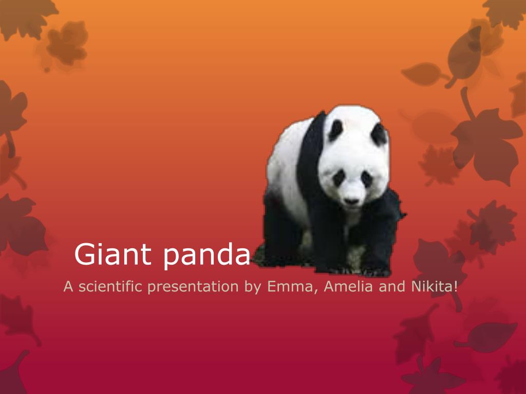 PPT - Giant panda PowerPoint Presentation, free download - ID:2674113