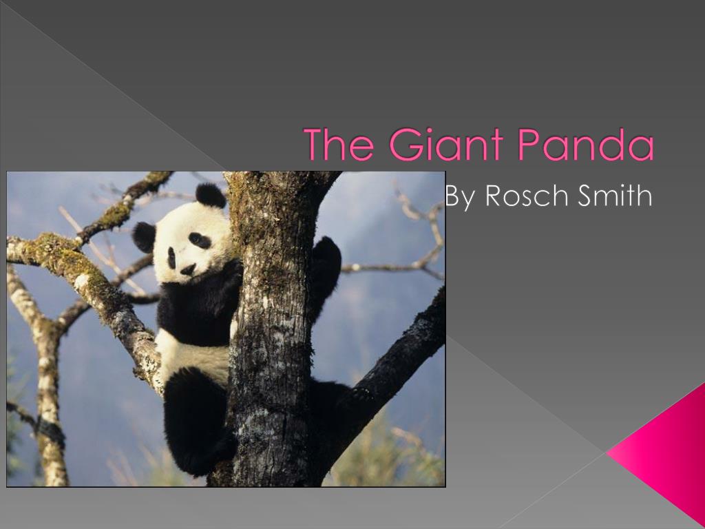 PPT - The Giant Panda PowerPoint Presentation, free download - ID:2674129