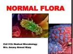 PPT - Normal Flora PowerPoint Presentation, free download - ID:1867400