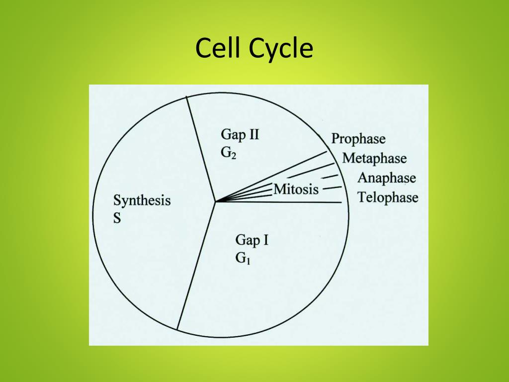 PPT - Cell Cycle PowerPoint Presentation, free download - ID:2676062