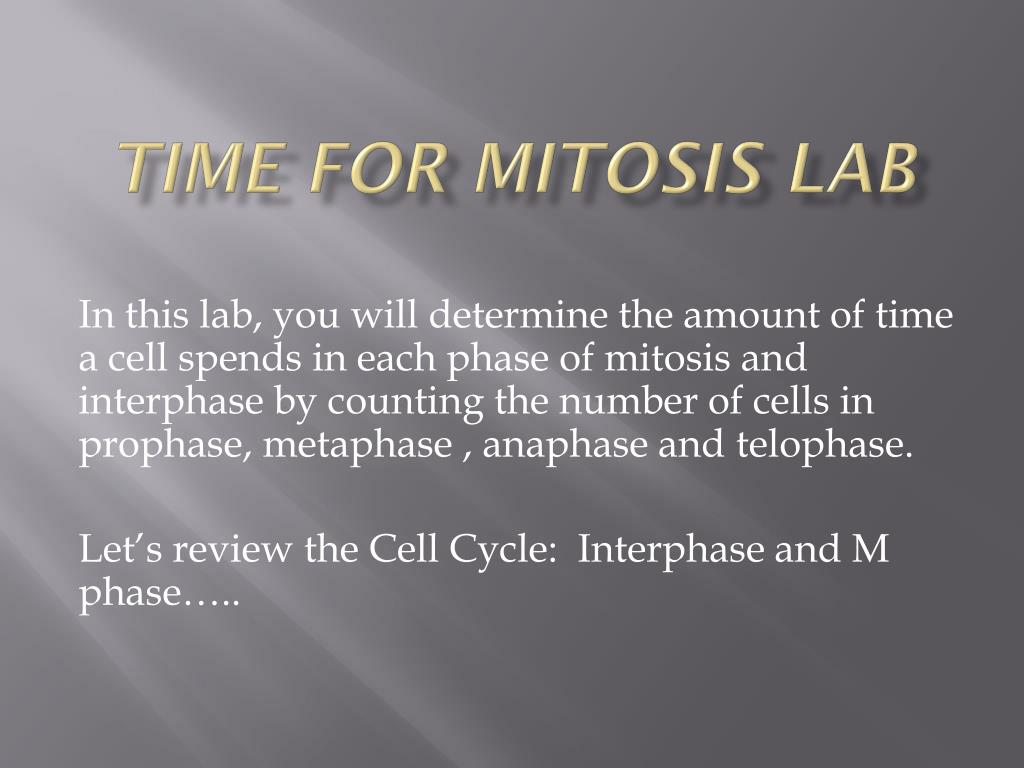 PPT - Time for Mitosis Lab PowerPoint Presentation, free download - ID ...