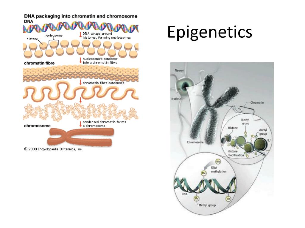 PPT - Epigenetics PowerPoint Presentation, free download - ID:2678934