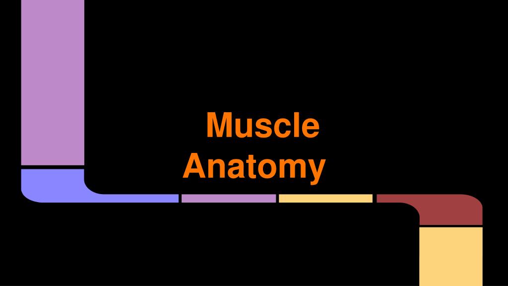 PPT - Muscle Anatomy PowerPoint Presentation, free download - ID:2680591
