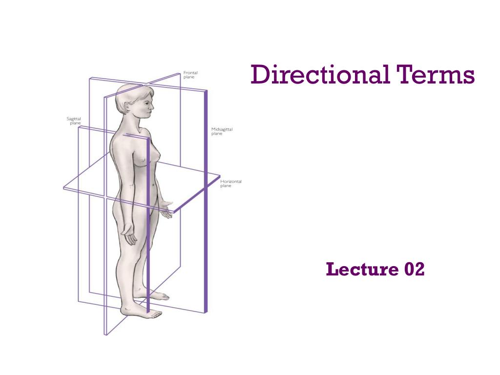 PPT - Directional Terms PowerPoint Presentation, free download - ID:2683352