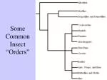 PPT - Common Insect Orders PowerPoint Presentation, free download - ID ...
