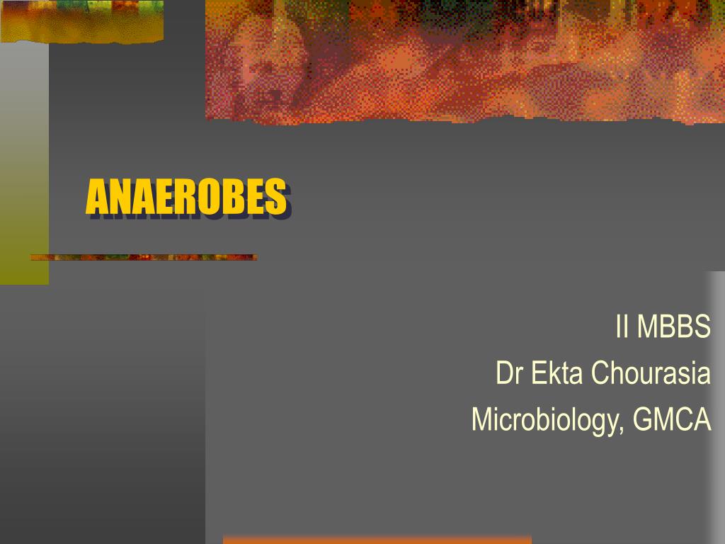 PPT - ANAEROBES PowerPoint Presentation, free download - ID:2683973