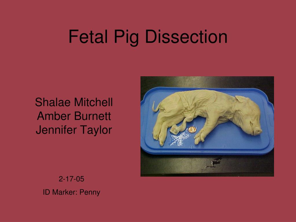 PPT - Fetal Pig Dissection PowerPoint Presentation, free download - ID ...