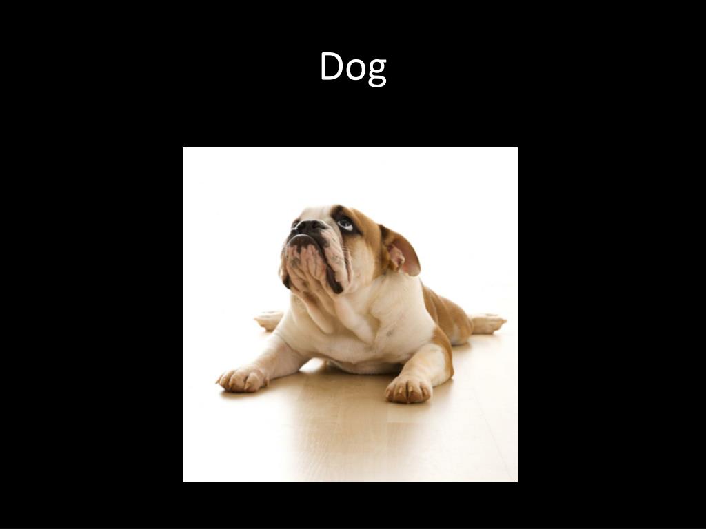 PPT - Dog PowerPoint Presentation, free download - ID:2690682