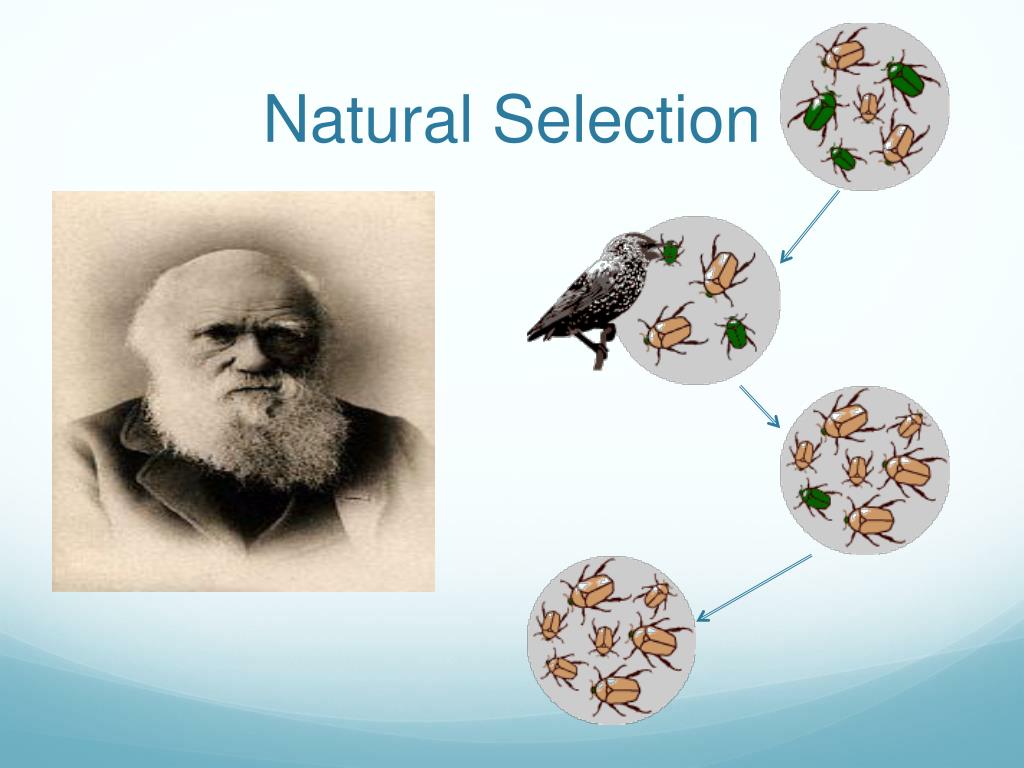 PPT - Natural Selection PowerPoint Presentation, free download - ID:2691388